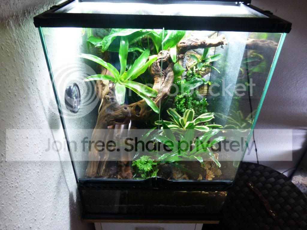 W Midlands - Live Planted Exo Terra Congo Edition (45x45x60cm) Full ...