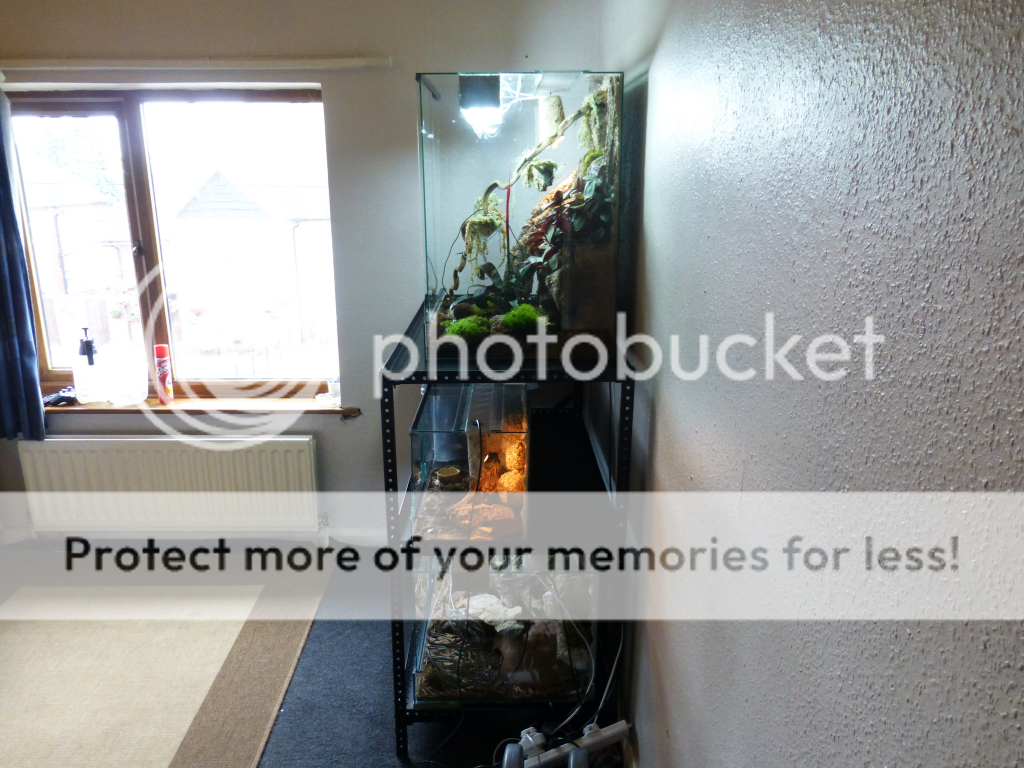 My Trio Of Custom Built Naturally Planted Viv's and Custom Made Rack ...