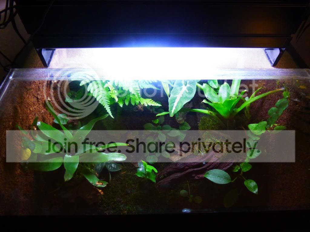 Stunning Dartfrog viv + Trio of Tinc Bakhius + Extras | Reptile Forums