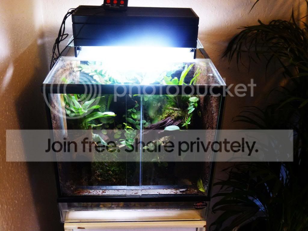 Stunning Dartfrog viv + Trio of Tinc Bakhius + Extras | Reptile Forums