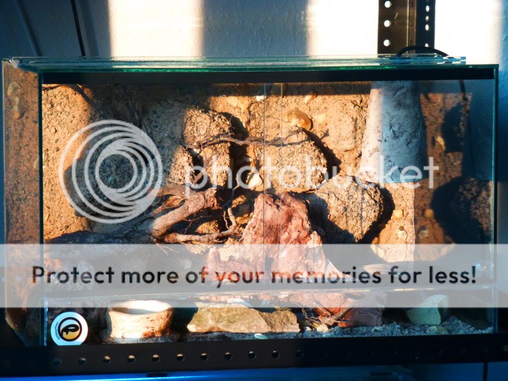 My Trio Of Custom Built Naturally Planted Viv's and Custom Made Rack ...